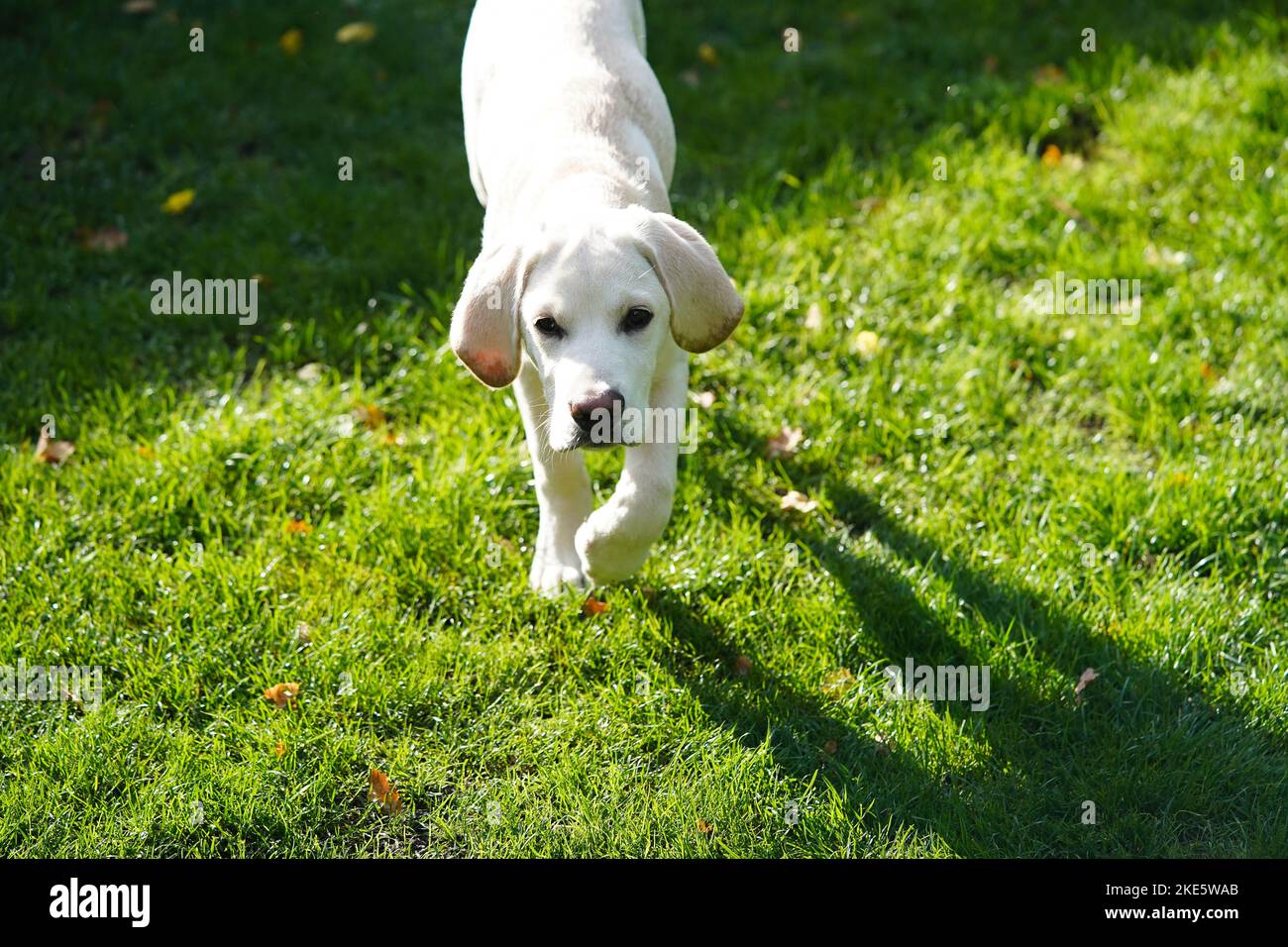 short coated britisch Labrador retriever 4 month old Stock Photo - Alamy