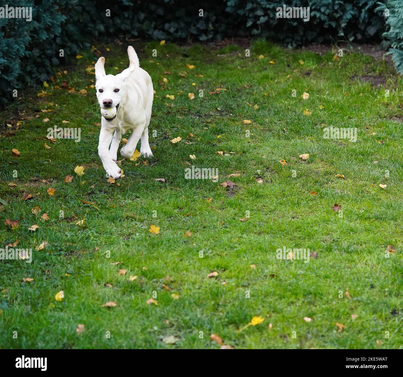 short coated britisch Labrador retriever 4 month old Stock Photo - Alamy