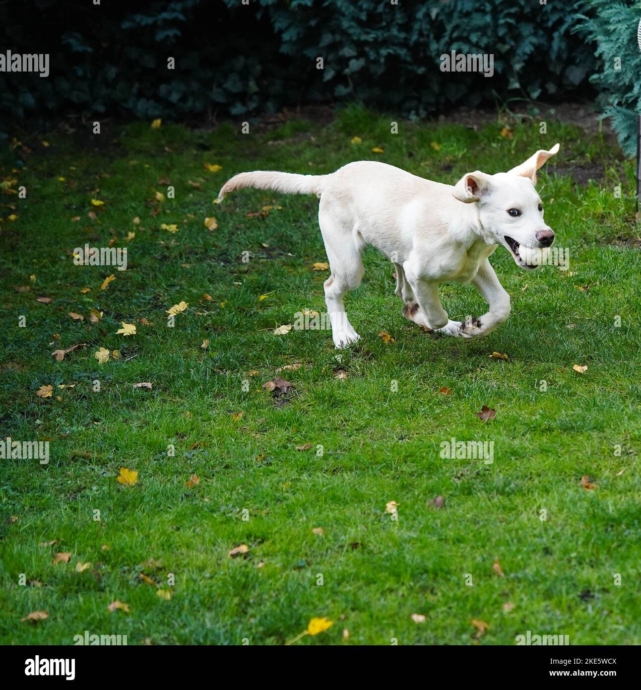 short coated britisch Labrador retriever 4 month old Stock Photo - Alamy