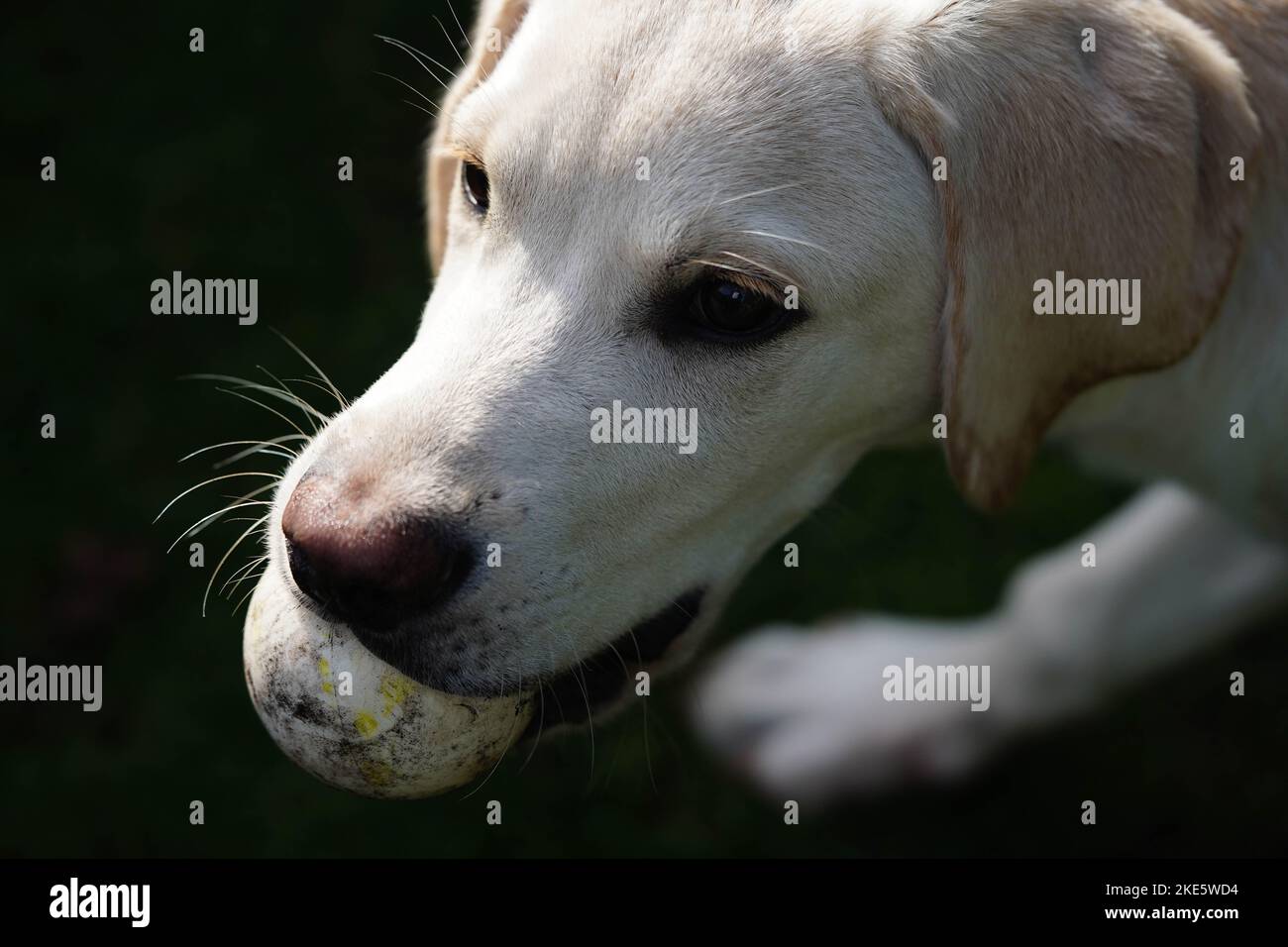 short coated britisch Labrador retriever 4 month old Stock Photo - Alamy