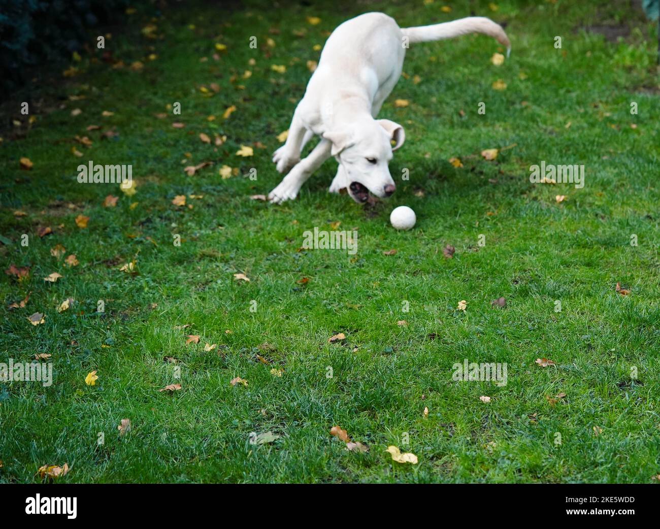 short coated britisch Labrador retriever 4 month old Stock Photo - Alamy