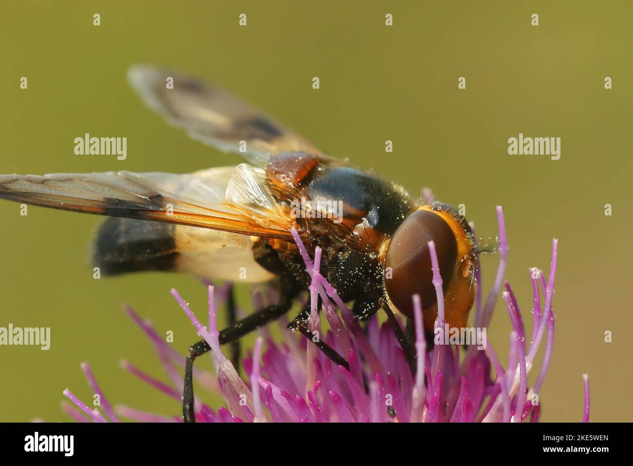 A macro shot of a Hoverfly transparent on a flower Stock Photo - Alamy