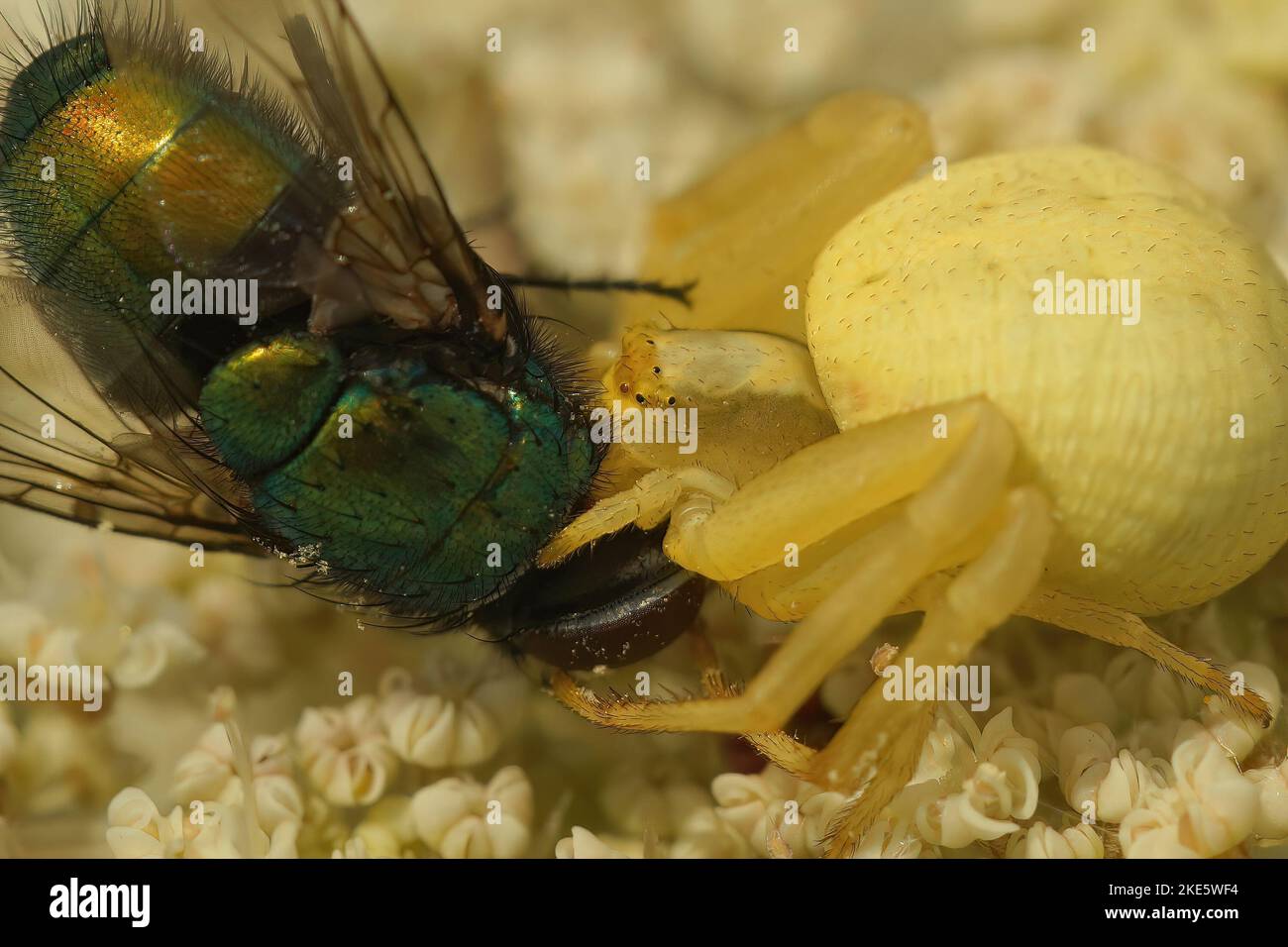 A macro shot of a flower crab spider with prey Stock Photo - Alamy