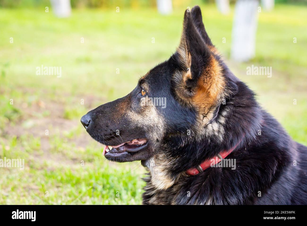 A closeup shot of the side of a beautiful brown black dog face Stock ...