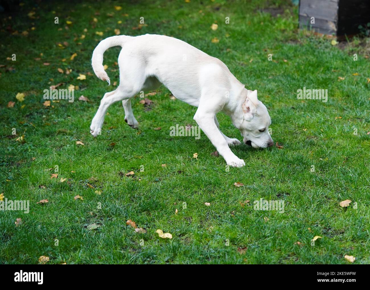 short coated britisch Labrador retriever 4 month old Stock Photo - Alamy
