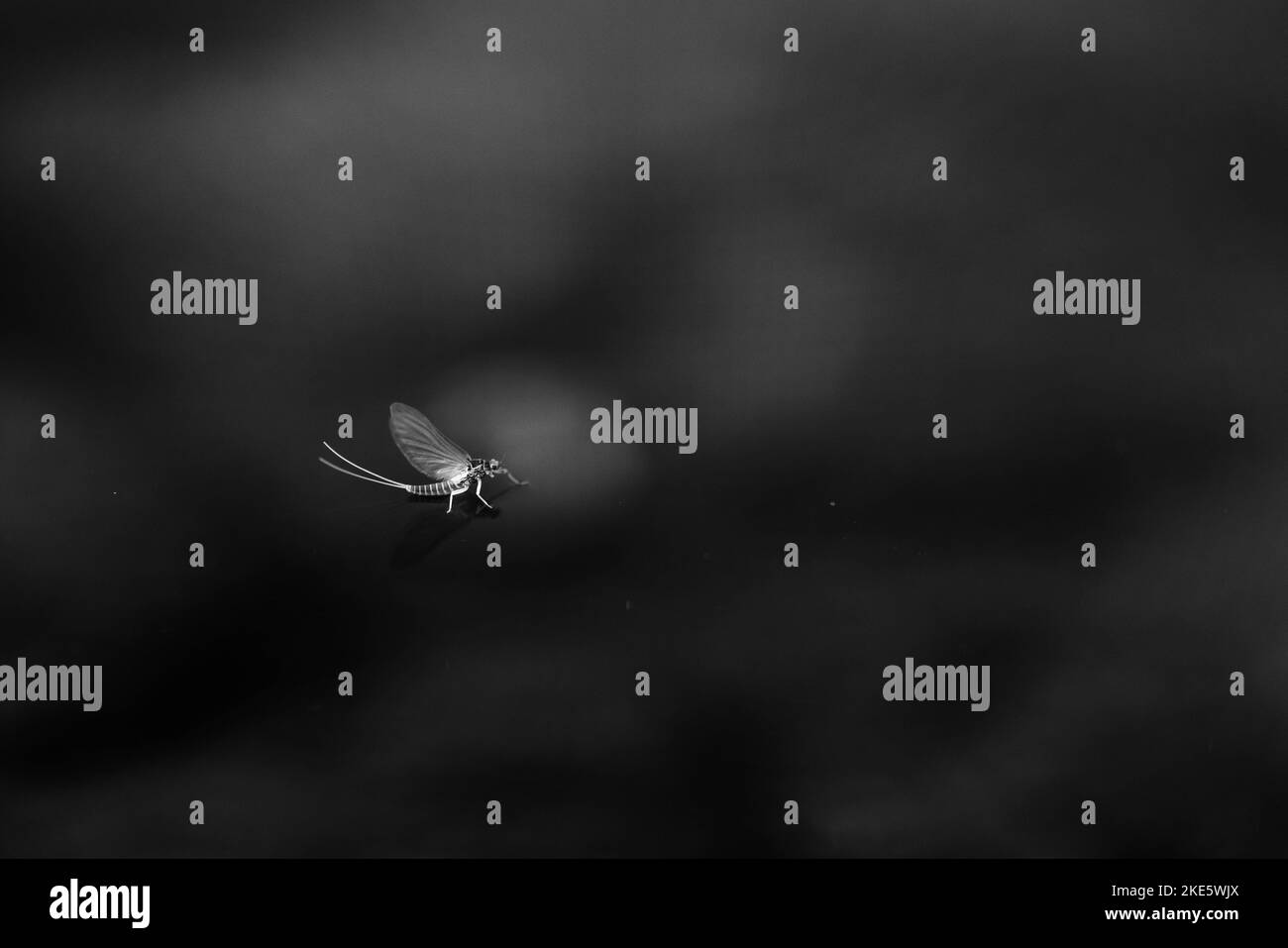 A grayscale shot of a dragonfly on blurry background Stock Photo - Alamy