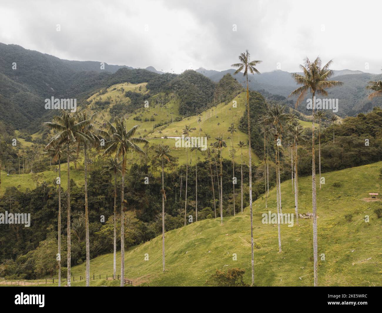 The wax pam trees in the green Cocoa valley Stock Photo - Alamy