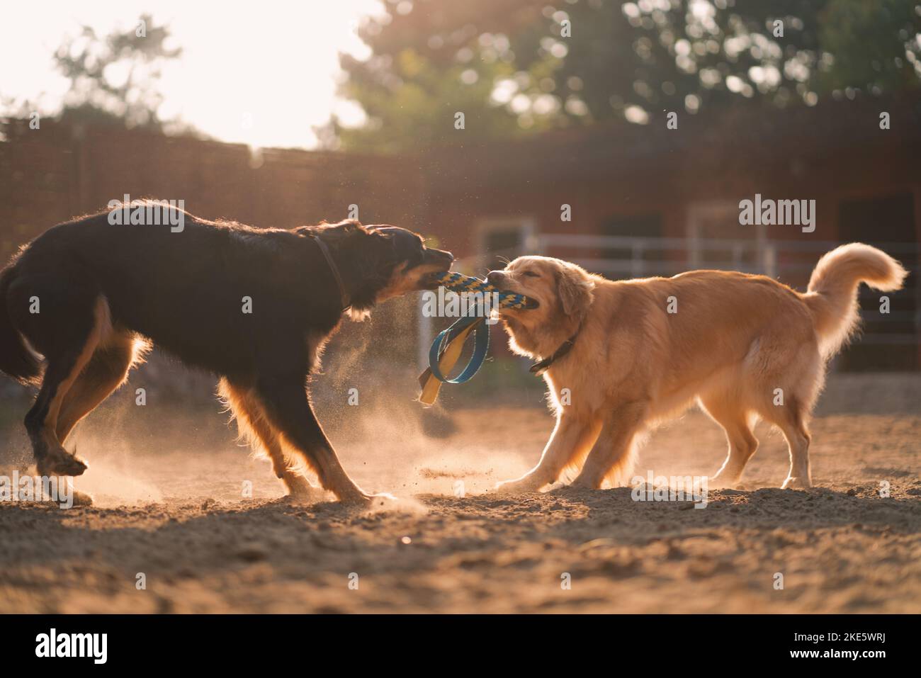 The view of a golden retriever and a German shepherd fighting for a ...