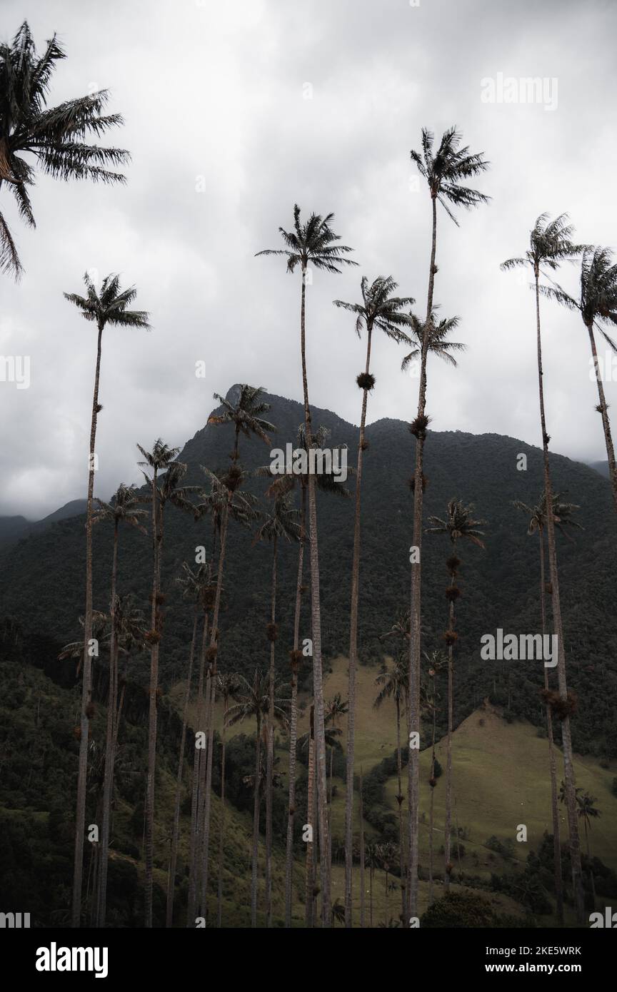 The wax pam trees in the green Cocoa valley, in a vertical shot Stock ...