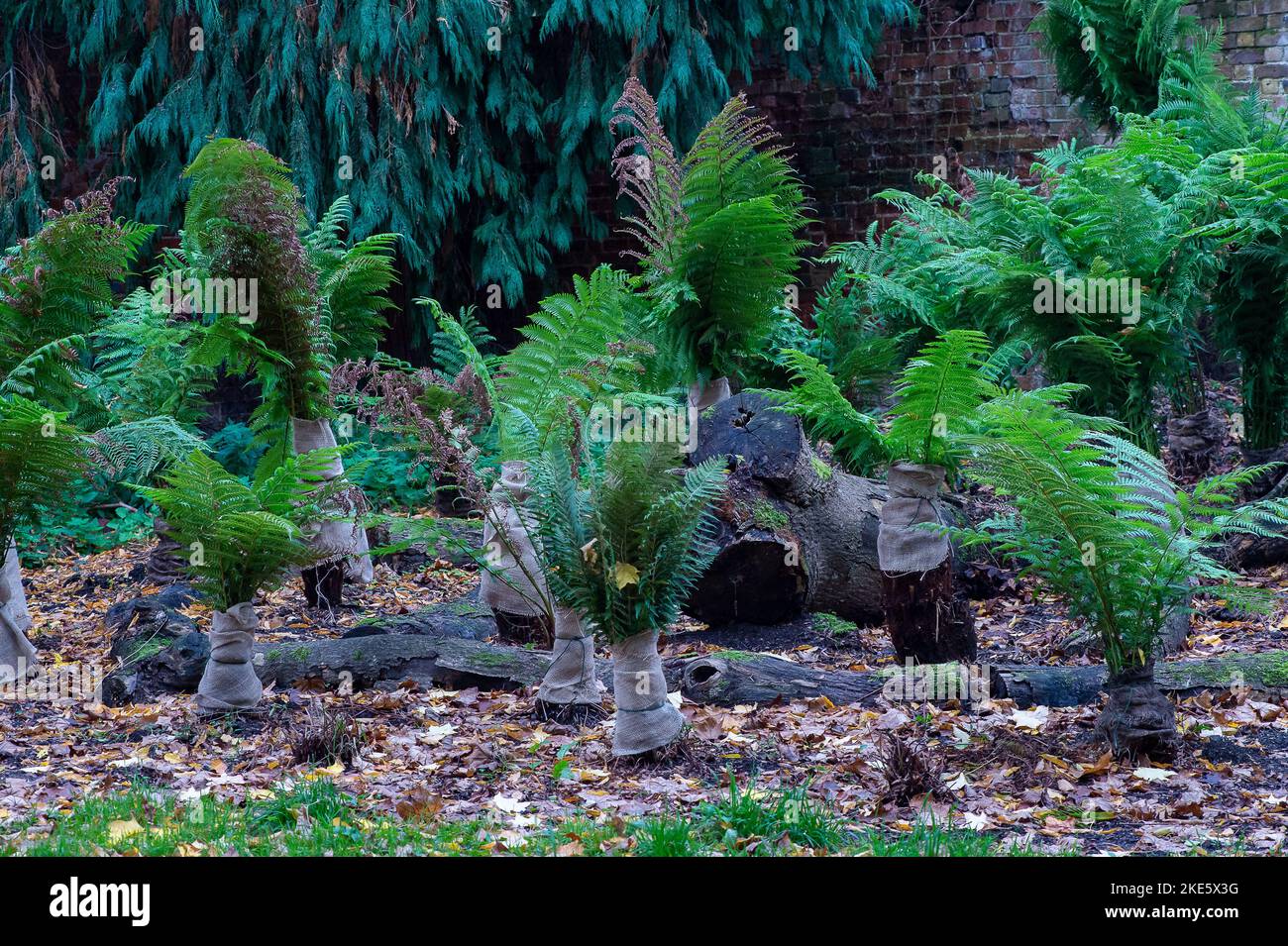 Iver, Buckinghamshire, UK. 10th November, 2022. Tree ferns wrapped up ...