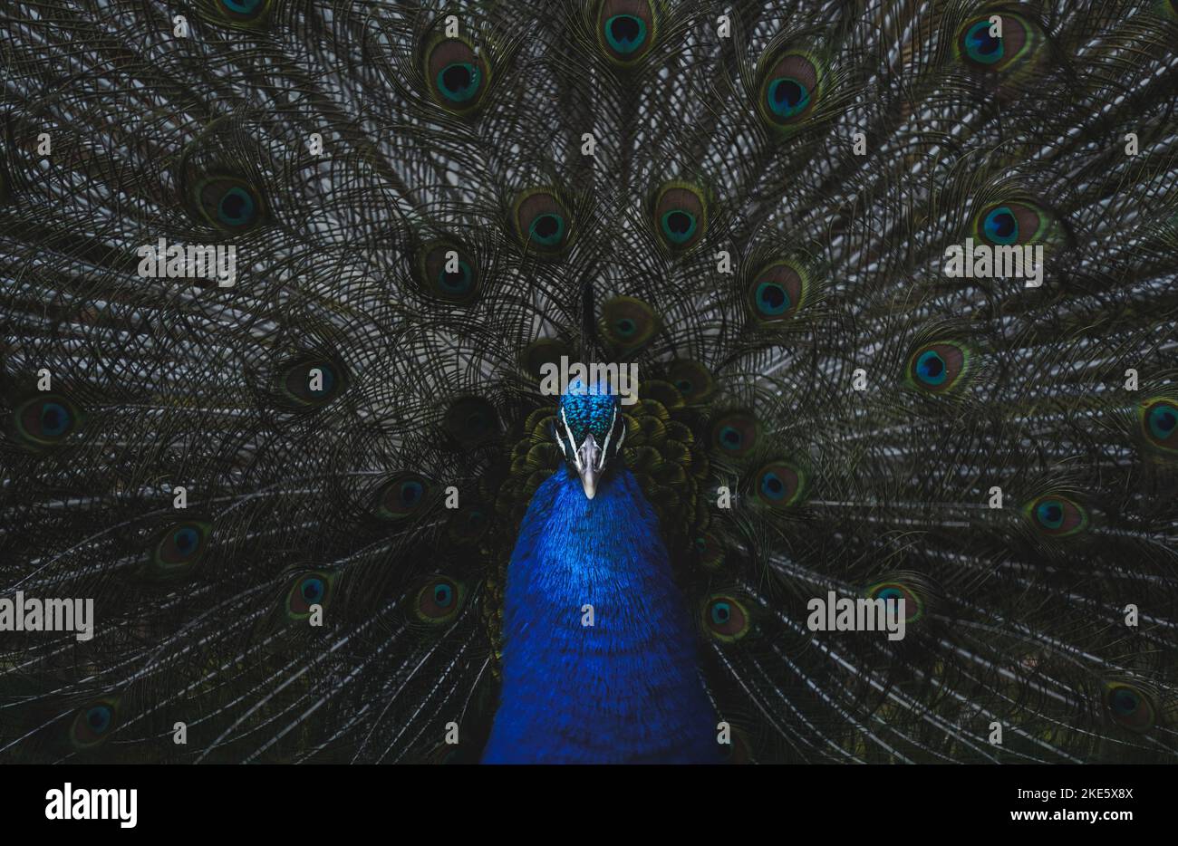 A mesmerizing blue peacock displaying his train - great for a ...