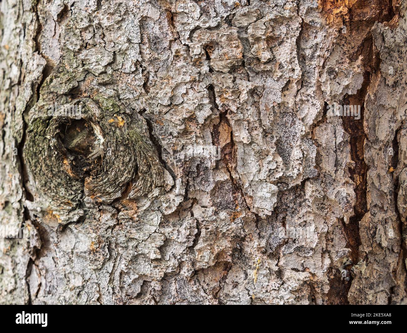 Bark texture and background of a old fir tree trunk. Detailed bark ...