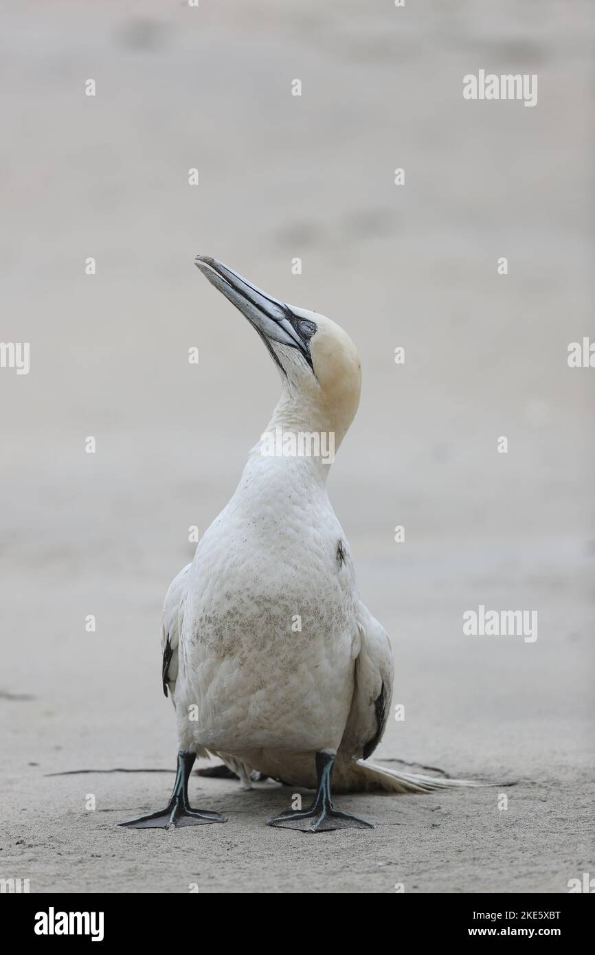 Avian influenza scotland hi-res stock photography and images - Alamy