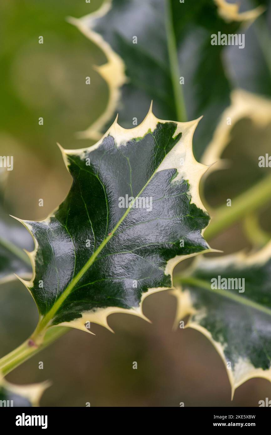 Iver, Buckinghamshire, UK. 10th November, 2022. It was a cooler day ...