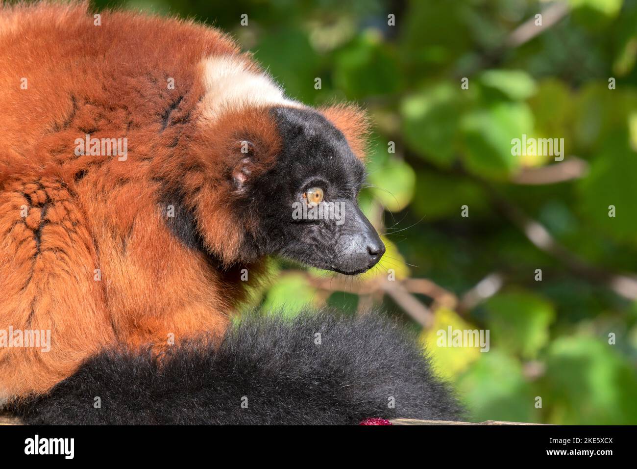 Red Ruffed Lemur At Amsterdam The Netherlands 8-11-2022 Stock Photo - Alamy