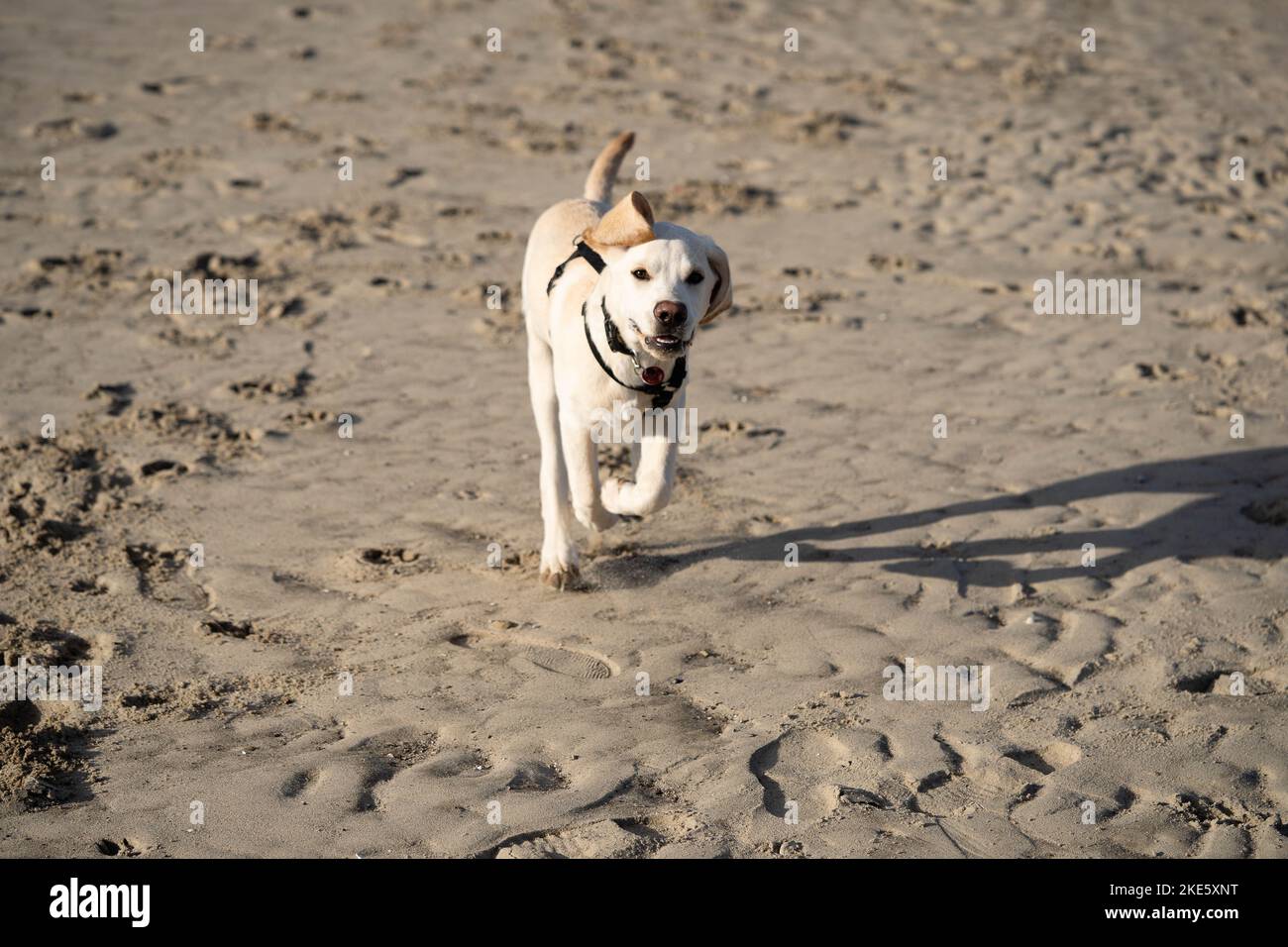 short coated britisch Labrador retriever 4 month old Stock Photo - Alamy