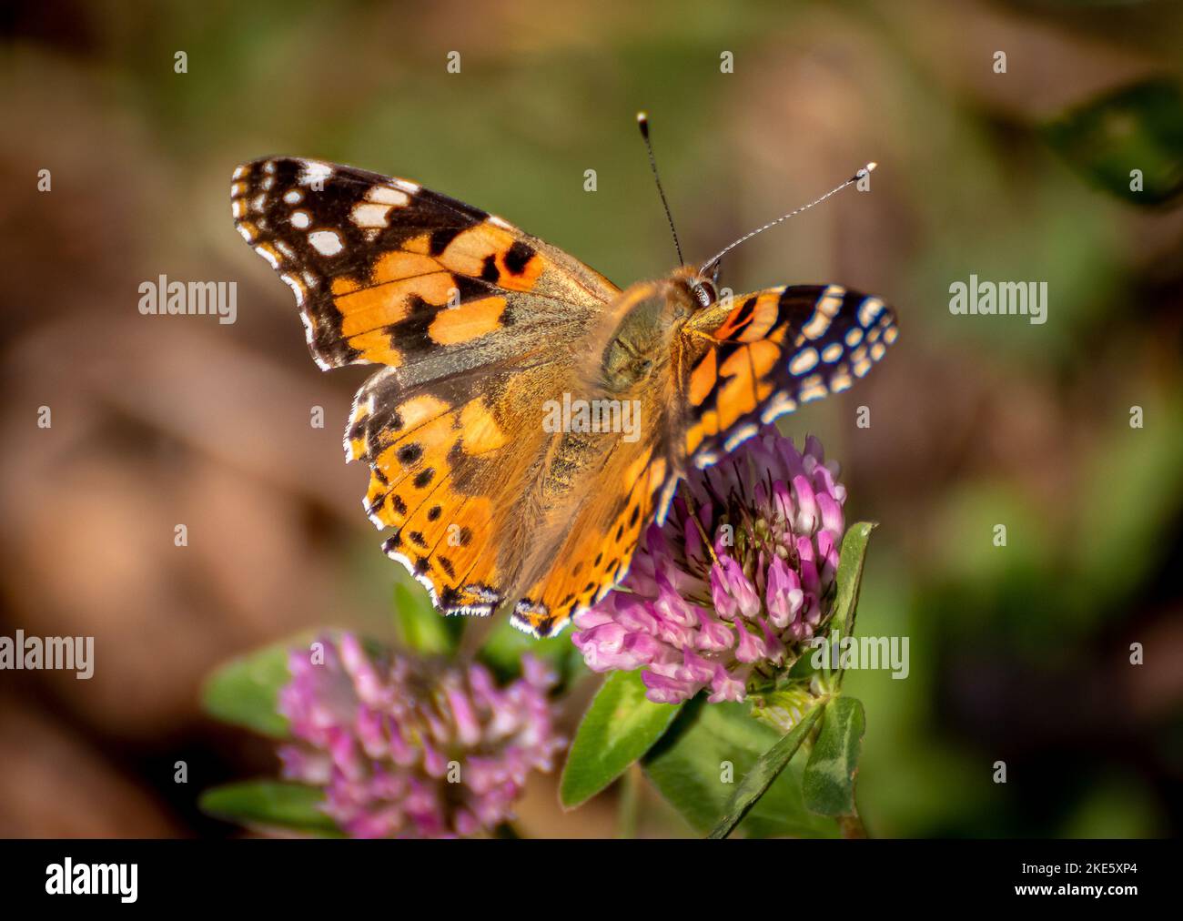 Painted lady butterfly Stock Photo - Alamy