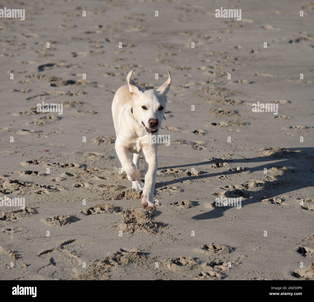 short coated britisch Labrador retriever 4 month old Stock Photo - Alamy