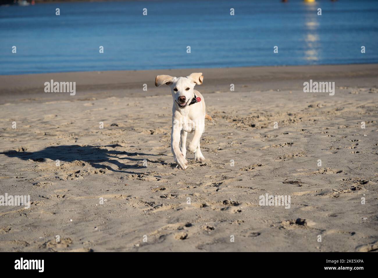 short coated britisch Labrador retriever 4 month old Stock Photo - Alamy