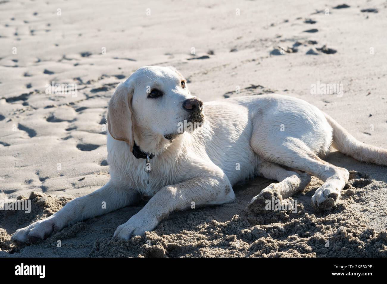 short coated britisch Labrador retriever 4 month old Stock Photo - Alamy