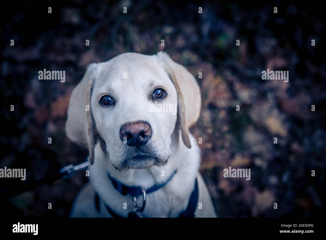 short coated britisch Labrador retriever 4 month old Stock Photo - Alamy