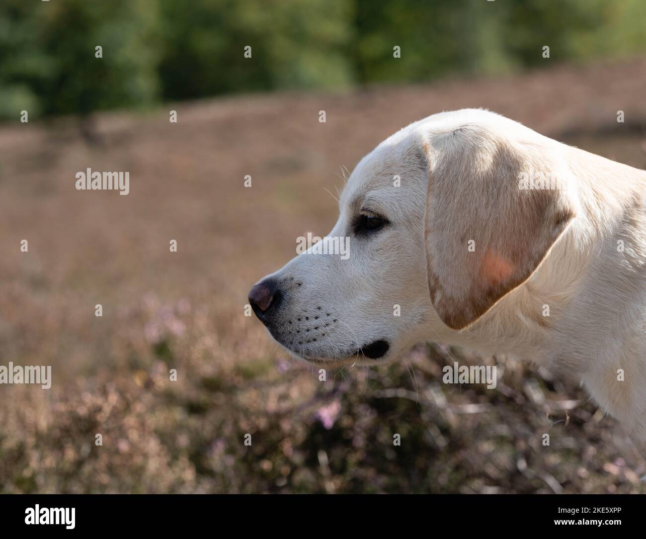 short coated britisch Labrador retriever 4 month old Stock Photo - Alamy