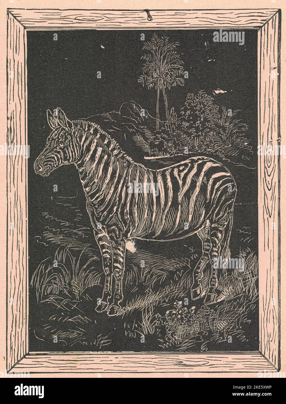 Black & white antique illustration shows a drawing of the zebra ...