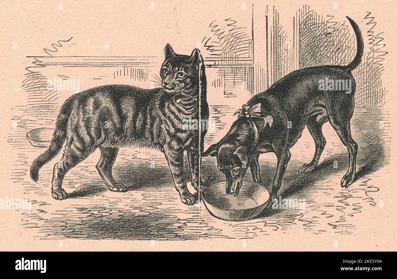 Black & white antique illustration shows dog and cat. Vintage ... Black & white antique illustration shows dog and cat. Vintage ...