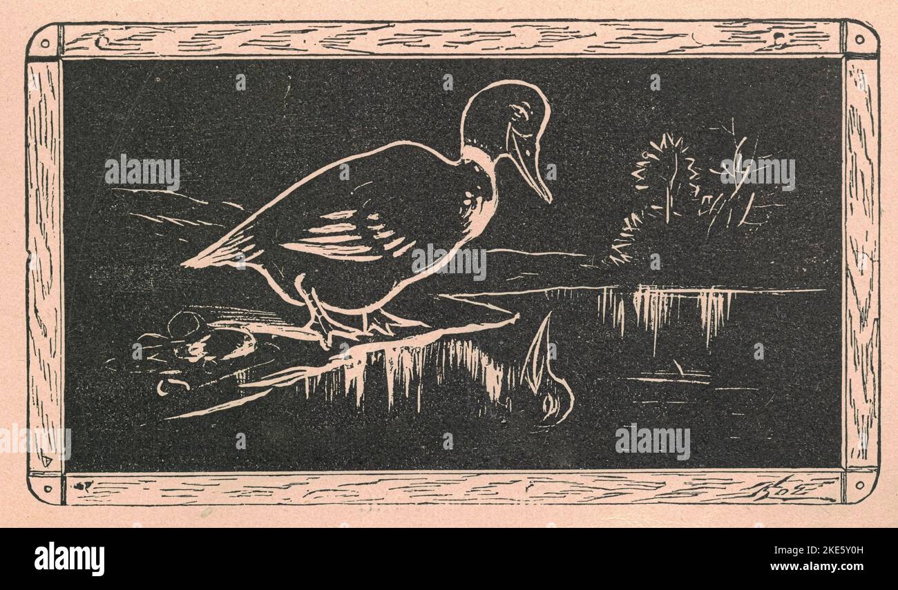 Black & white antique illustration shows a drawing of the male duck ...