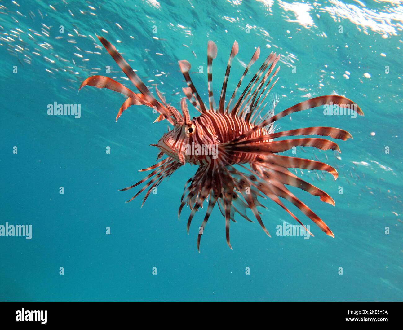 Lion Fish in the Red Sea in clear blue water hunting for food ...