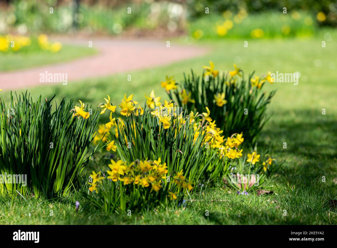 Daffodils growing in the spring sunshine Stock Photo - Alamy
