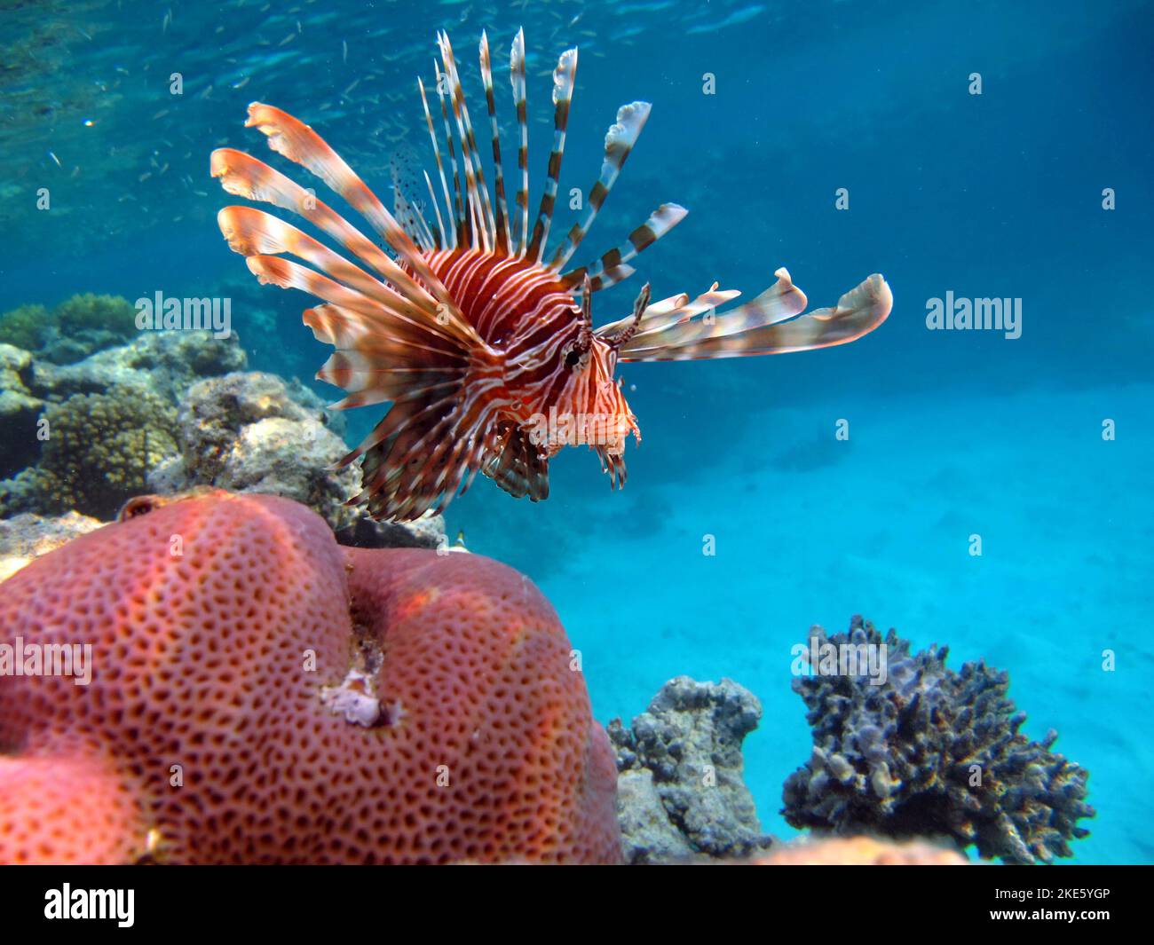 Lion Fish in the Red Sea in clear blue water hunting for food ...