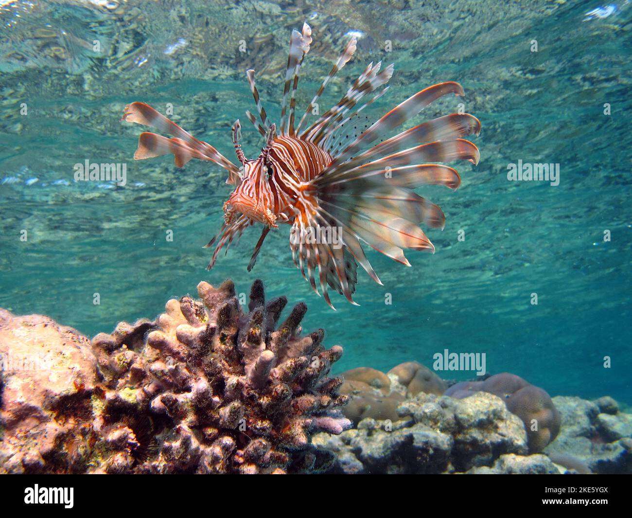 Lion Fish in the Red Sea in clear blue water hunting for food ...