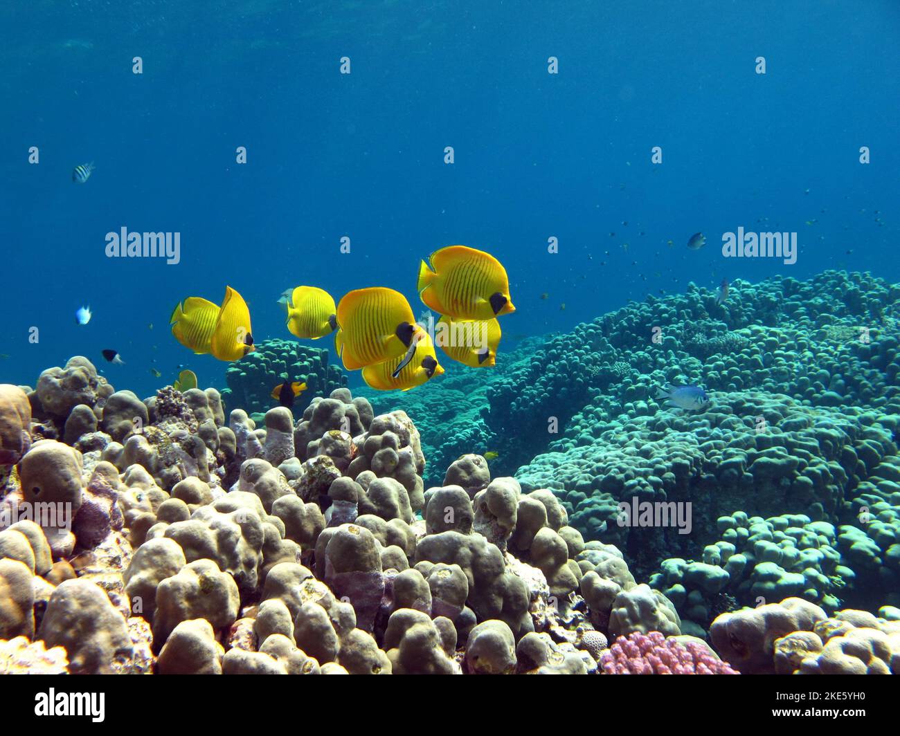 Colorful tropical fish on a coral reef, amazingly beautiful fairy world ...