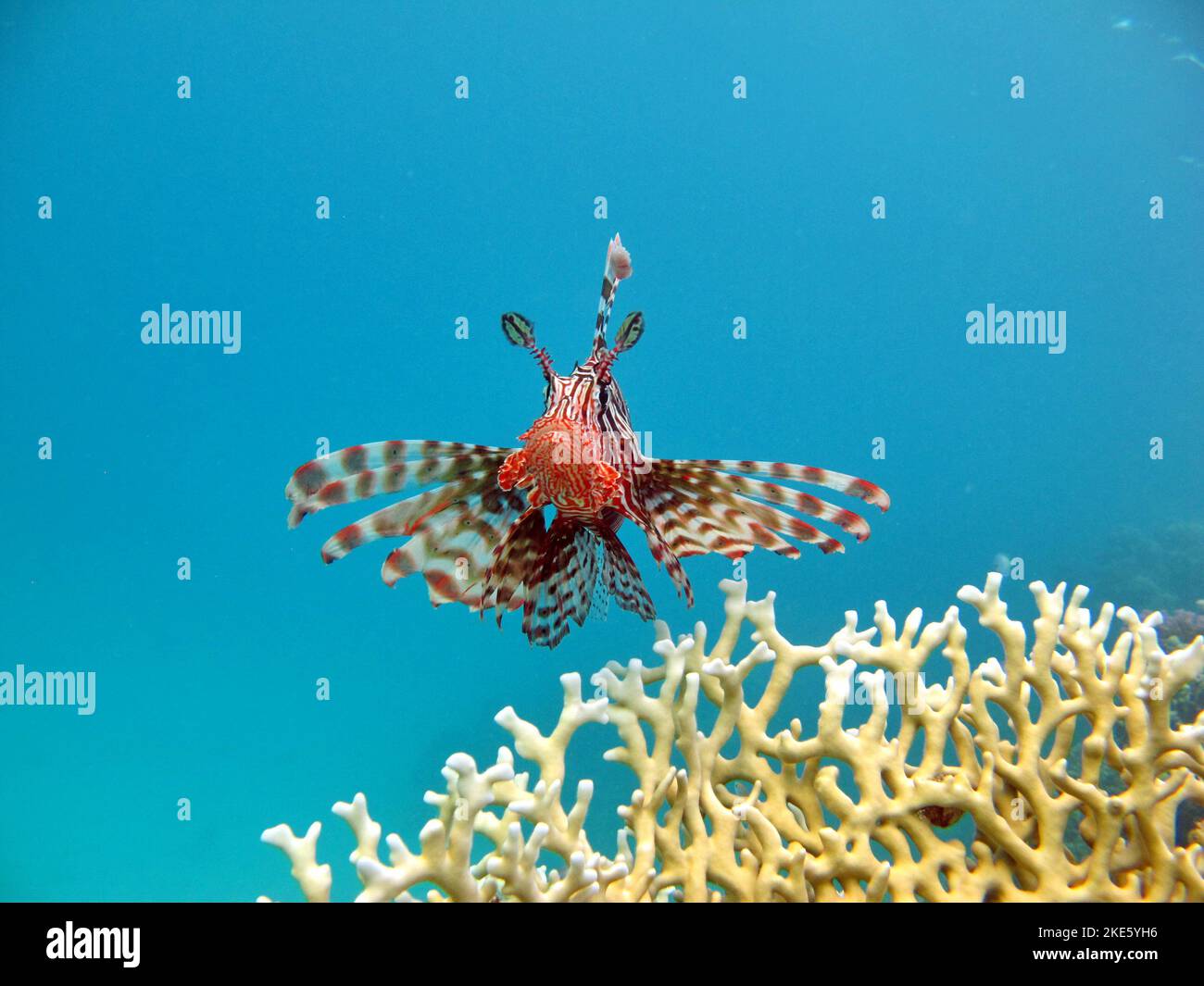 Lion Fish in the Red Sea in clear blue water hunting for food ...
