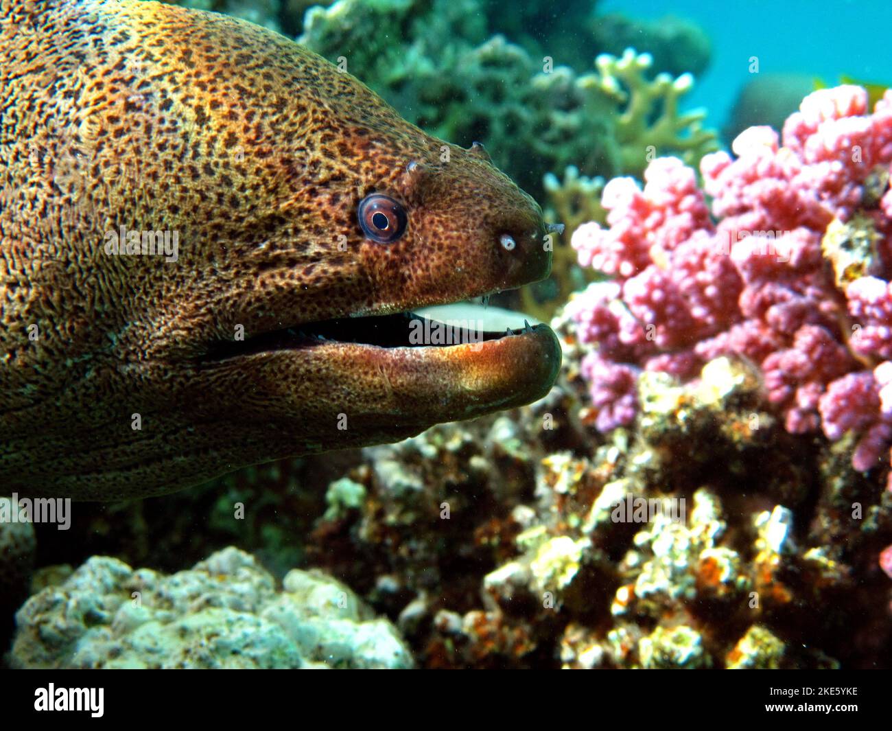 Beautiful fish on the reefs of the Red Sea. Beautiful, diverse and ...