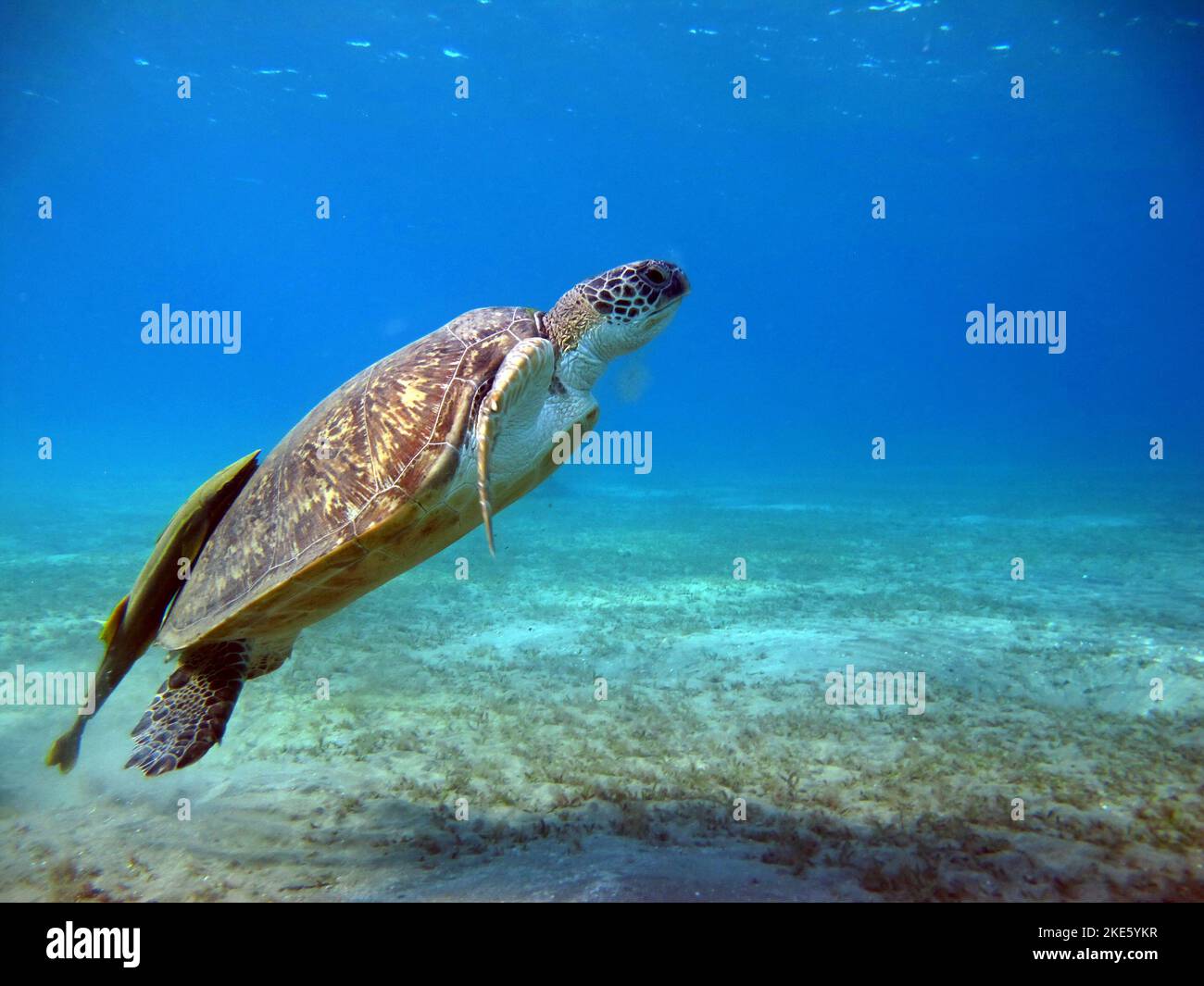 Big Green turtle on the reefs of the Red Sea. Green turtles Stock Photo ...