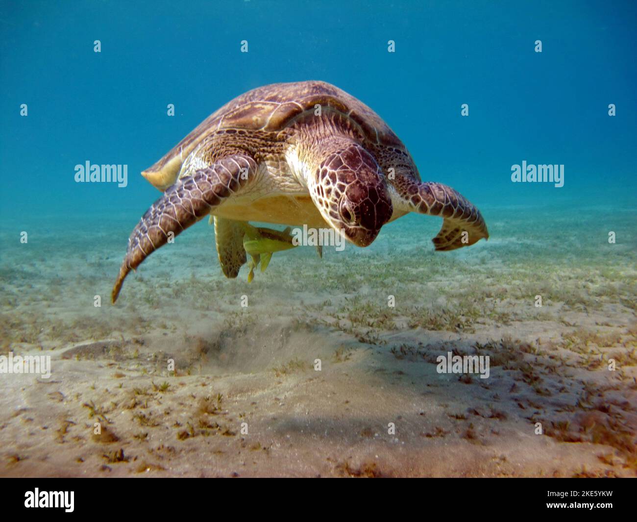 Big Green turtle on the reefs of the Red Sea. Green turtles Stock Photo ...