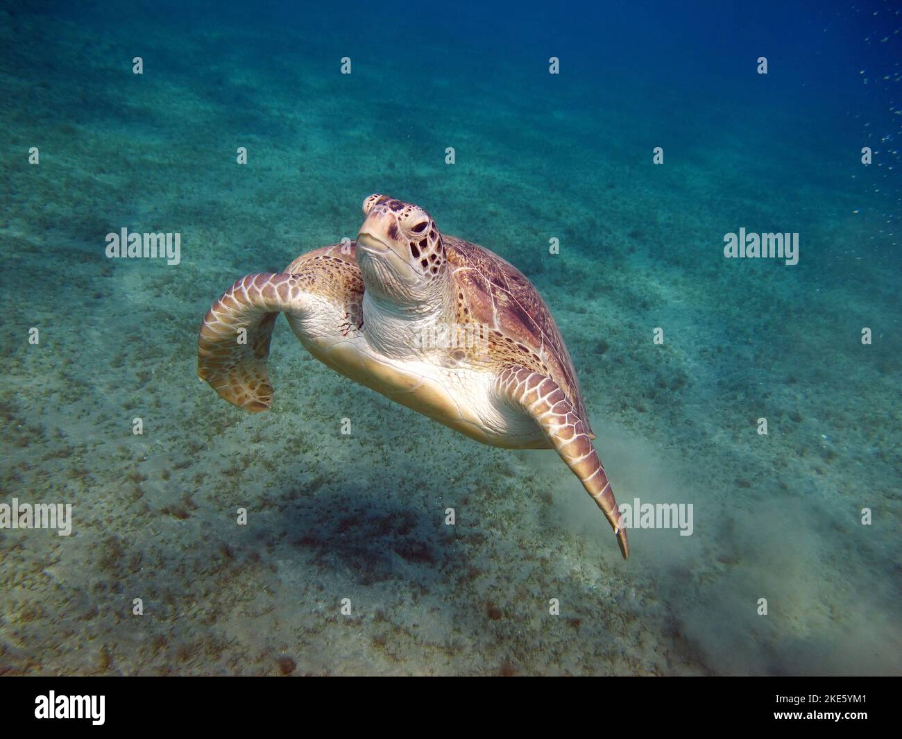 Big Green turtle on the reefs of the Red Sea. Green turtles Stock Photo ...
