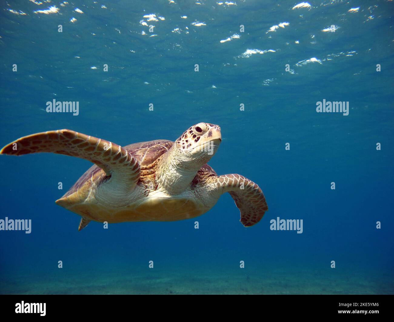 Big Green turtle on the reefs of the Red Sea. Green turtles Stock Photo ...