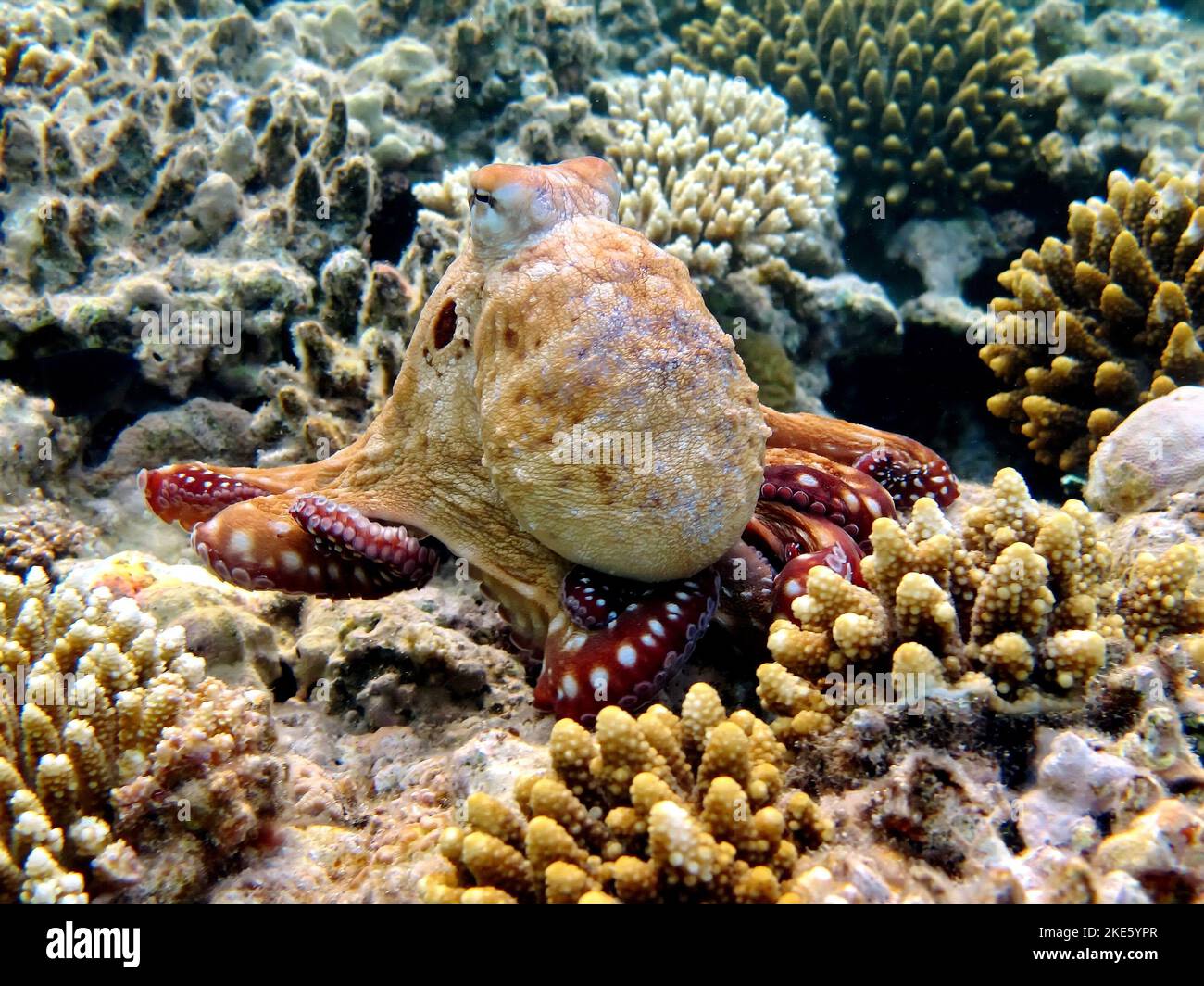 Big Blue Octopus (Octopus cyanea) Octopus. Big Blue Octopus on the Red ...
