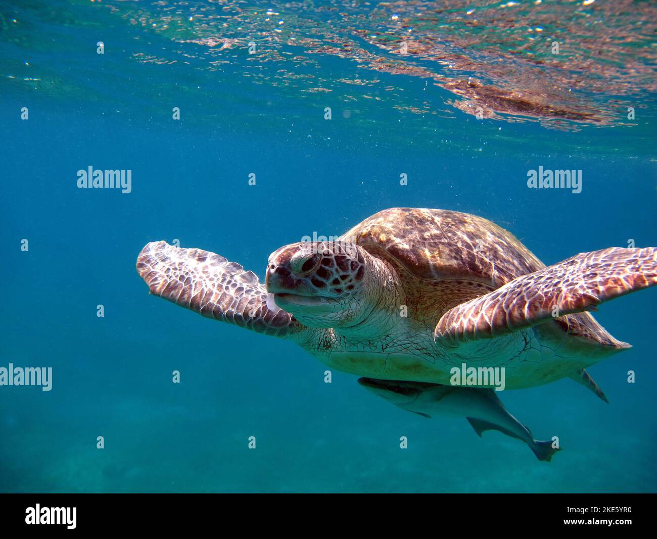 Big Green turtle on the reefs of the Red Sea. Green turtles Stock Photo ...