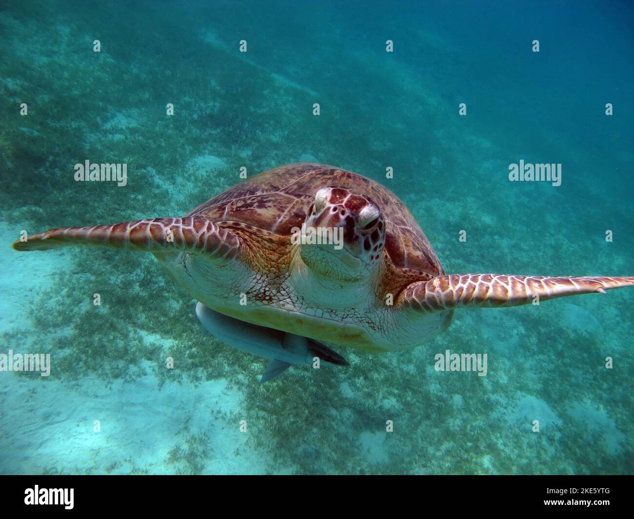 Big Green turtle on the reefs of the Red Sea. Green turtles Stock Photo ...