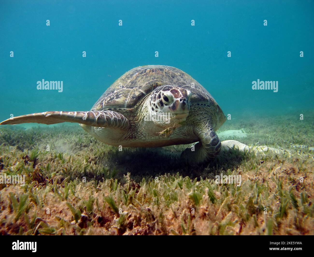 Big Green turtle on the reefs of the Red Sea. Green turtles Stock Photo ...