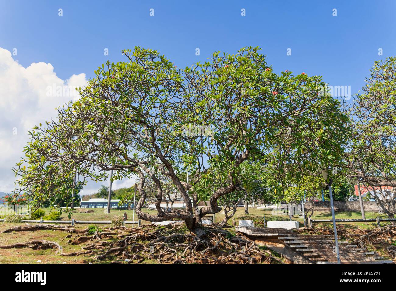 Frangipane tree hi-res stock photography and images - Alamy