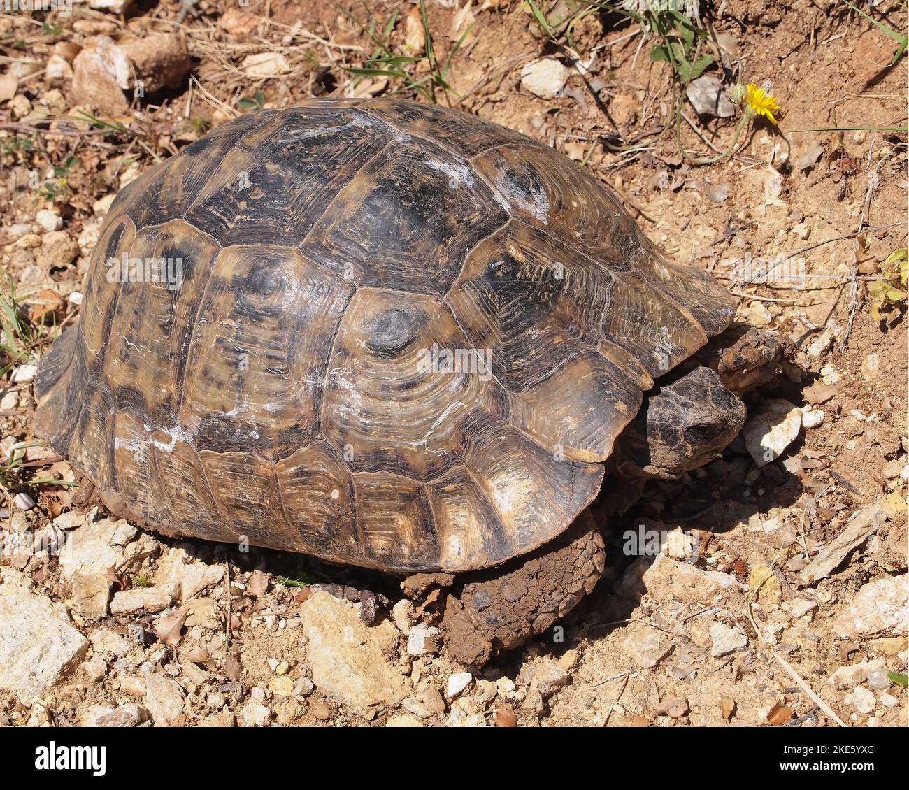 A closeup shot of a Greek tortoise (Testudo graeca) on the ground on a ...