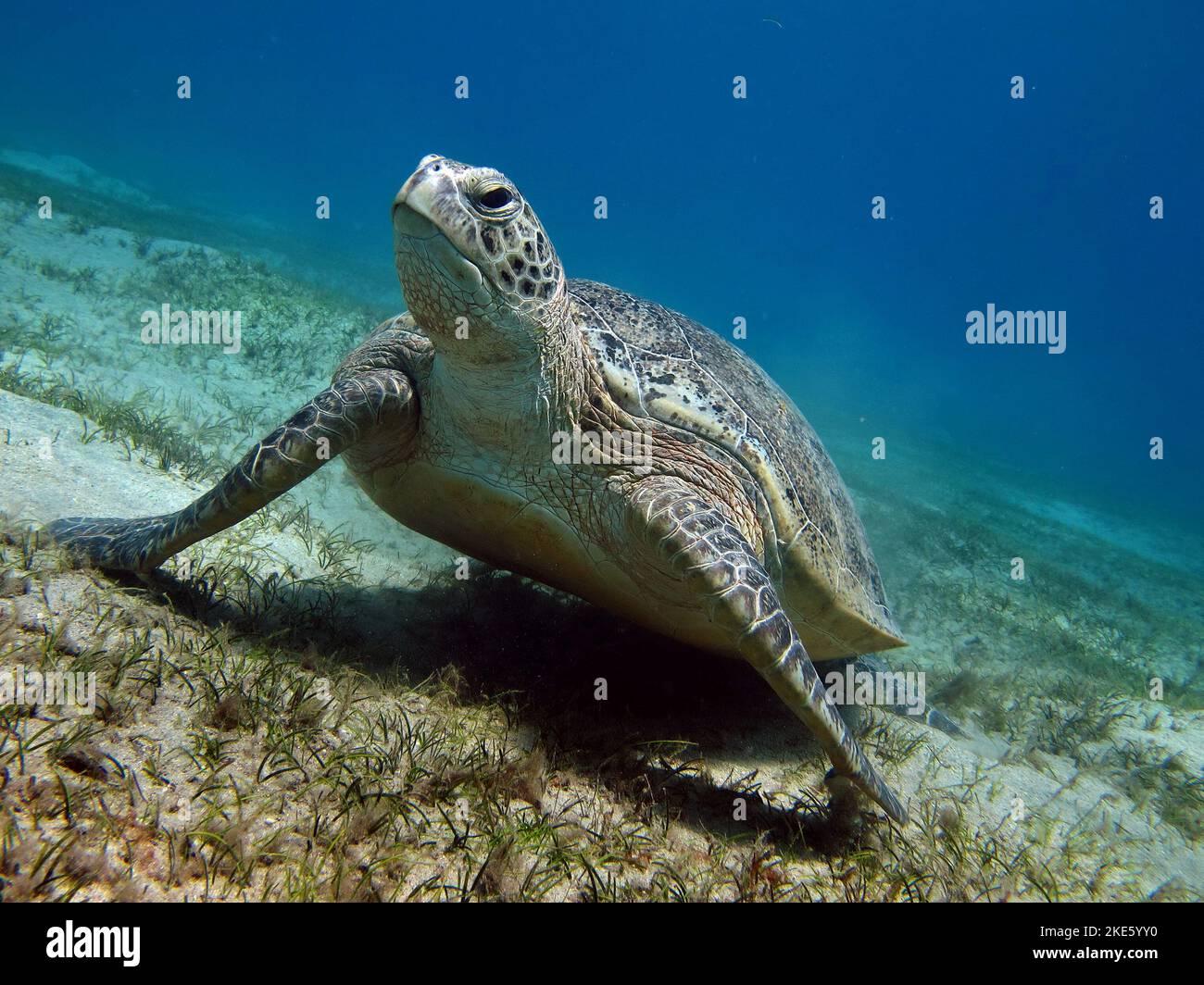 Big Green turtle on the reefs of the Red Sea. Green turtles Stock Photo ...