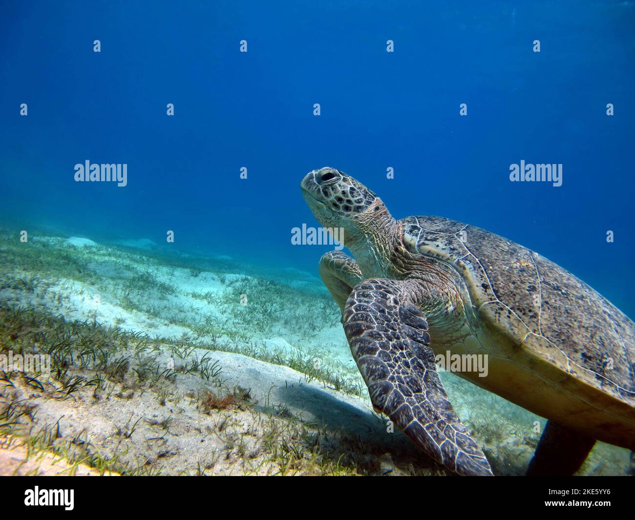 Big Green turtle on the reefs of the Red Sea. Green turtles Stock Photo ...