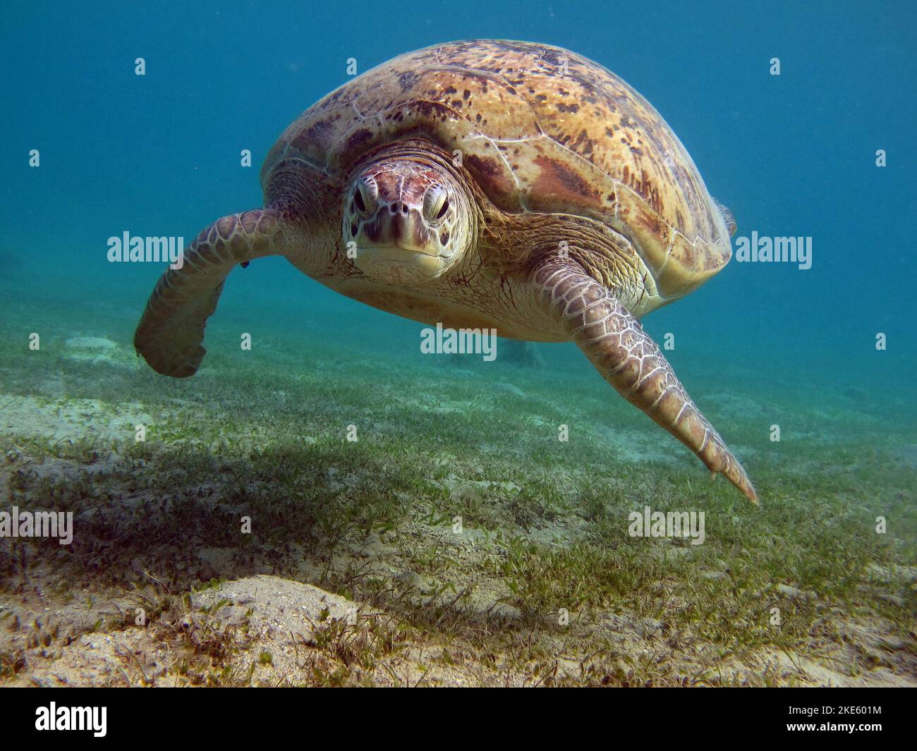 Big Green turtle on the reefs of the Red Sea. Green turtles Stock Photo ...