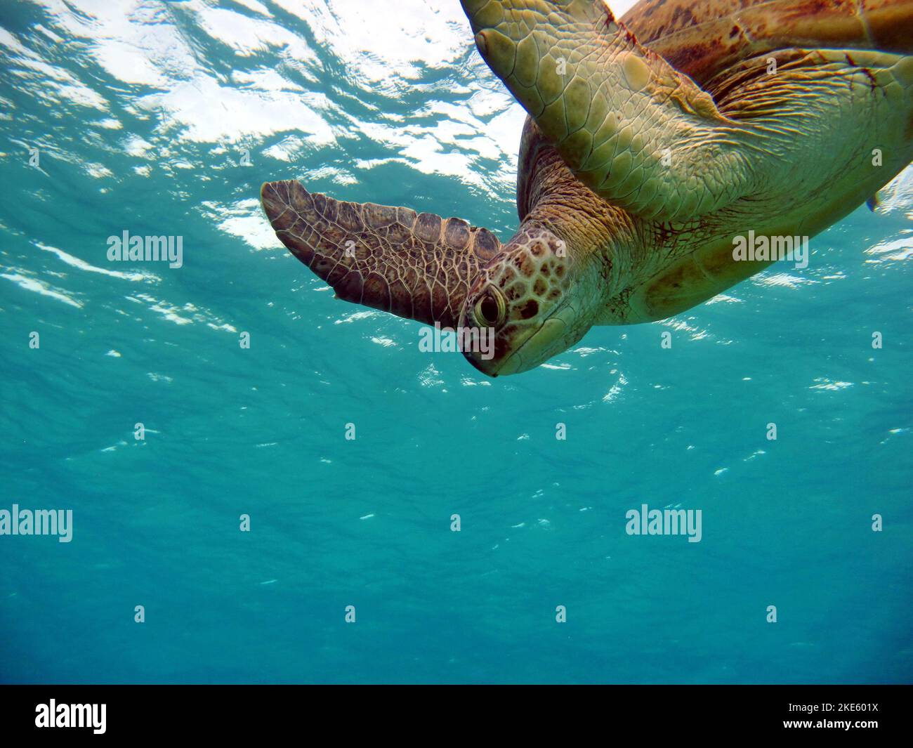 Big Green turtle on the reefs of the Red Sea. Green turtles Stock Photo ...